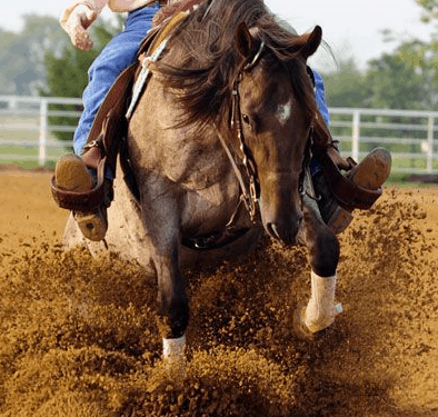 Home - Reining Trainers